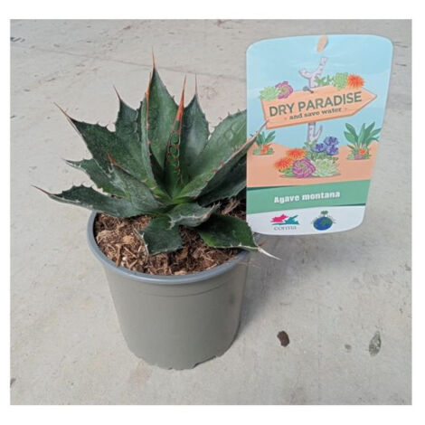 Ágave montana en maceta gris de 2,5Litros