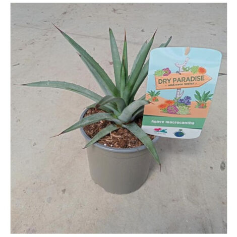 Ágave macrocantha en maceta gris de 2,5Litros
