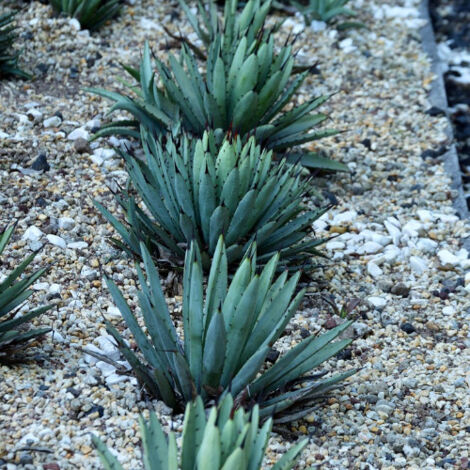 Ágave macrocantha en maceta gris de 2,5Litros