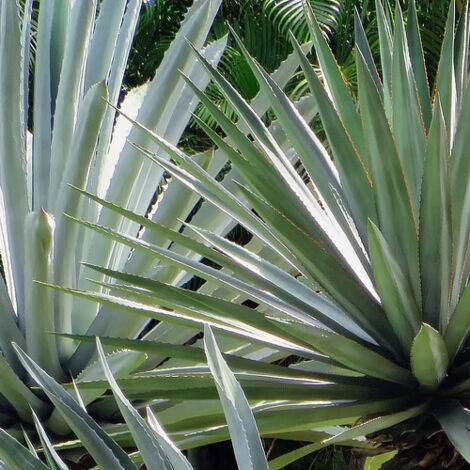 Ágave x chysantha en maceta gris de 2,5Litros