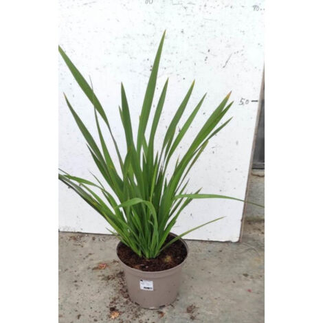 Formio verde en maceta gris de 5Litros