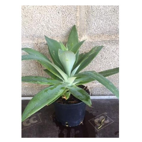 Ágave atenuatta en maceta gris de 2Litros
