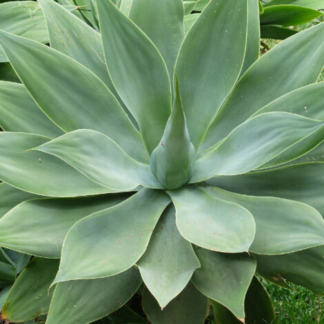 Ágave atenuatta en maceta gris de 2Litros