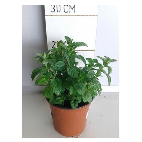Menta piperita en maceta de 1Litro