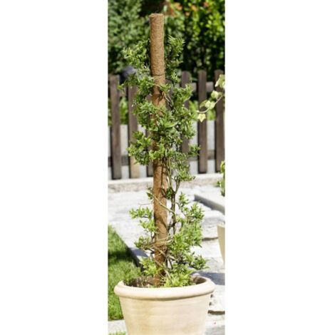 24x Stab Holz Kokos Stangen Stütze Stäbe Kletterpflanzen Ranken Hilfe ...