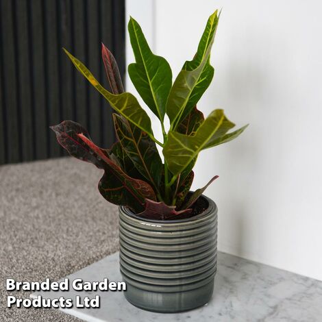Houseplant Codiaeum variegatum var. pictum Excellent 10.5cm Potted ...