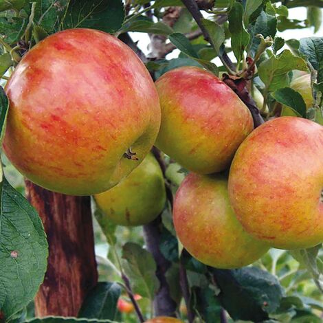 Apple (Malus) Pixie Organic 1 bare root plant Tree