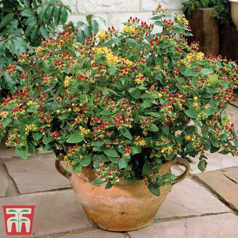 Hypericum Orange Flair 9cm Potted Plant x 1
