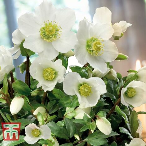 Helleborus Niger 5 bare root plant plants