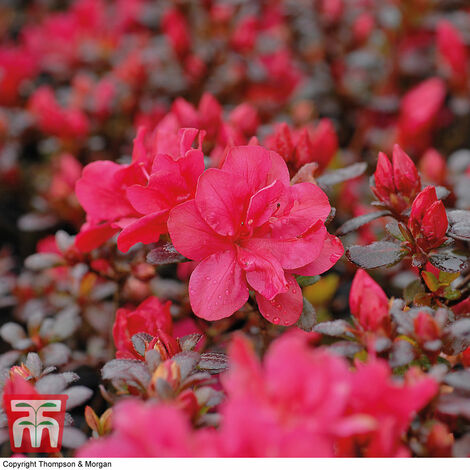 Azalea Dwarf Red 9cm Potted Plant x 1