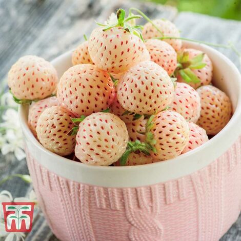 Strawberry (Fragaria) Snow White 12 bare root plants + Incredicrop 100g