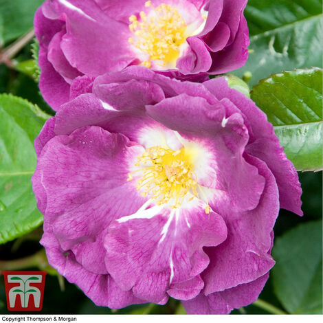 Rose (Rosa) (Floribunda) Rhapsody In Blue 1 bare root plant