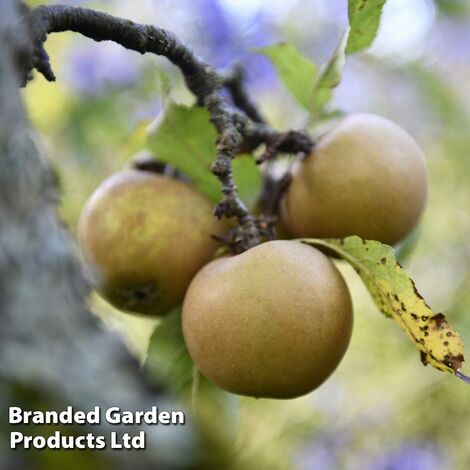 Apple (Malus) Egremont Russet Organic 1 bare root plant Tree
