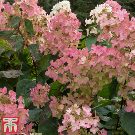 Hydrangea Paniculata Pink Diamond 9cm Potted Plant x 1