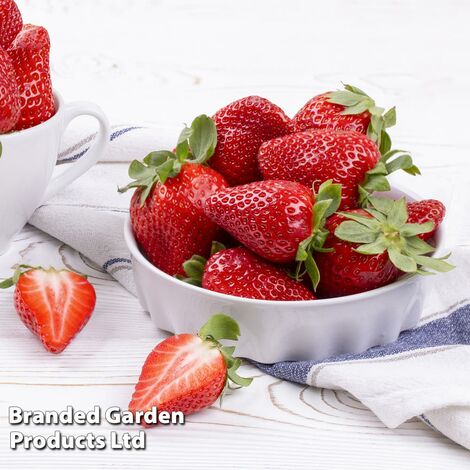Strawberry (Fragaria) Marshmello 6 bare root plants