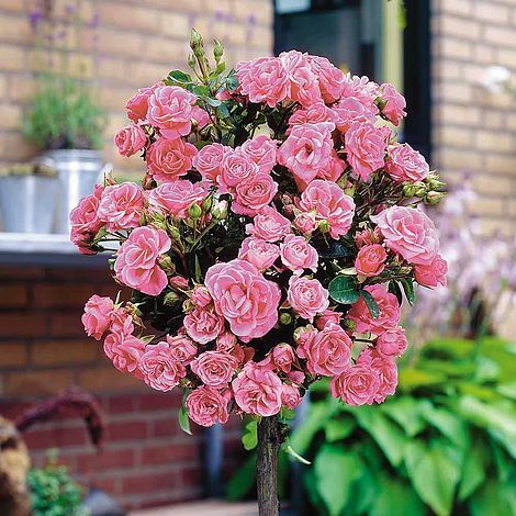 Rose (Rosa) Pink Standard (40cm) 1 bare root plant