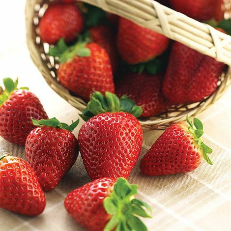 Strawberry (Fragaria) Albion (Everbearer) 12 bare root plants