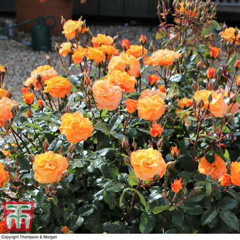 Rose (Rosa) (Floribunda) Precious Amber 1 bare root plant
