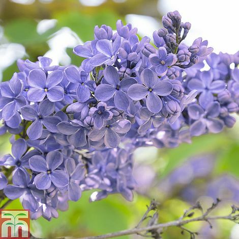 Lilac (Syringa) President Grevy 9cm Potted Plant x 2