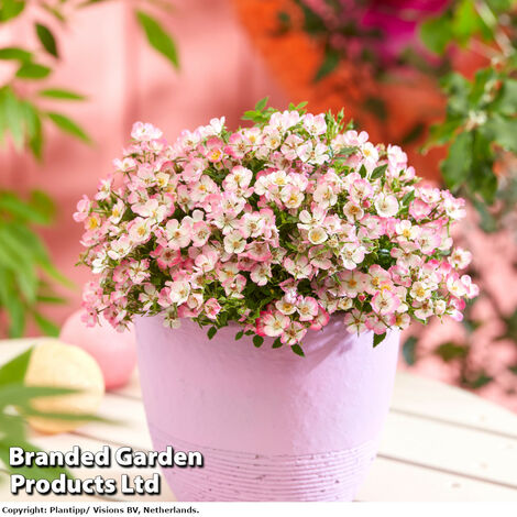 Rose (Rosa) Cutie Pie (patio or ground cover) 12cm Potted Plant x 2