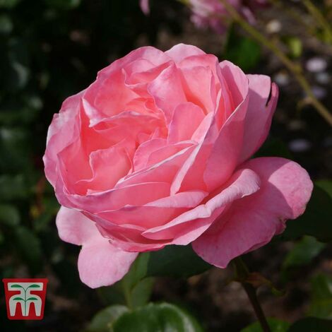 Rose (Rosa) (Floribunda) Queen Elizabeth 1 bare root plant