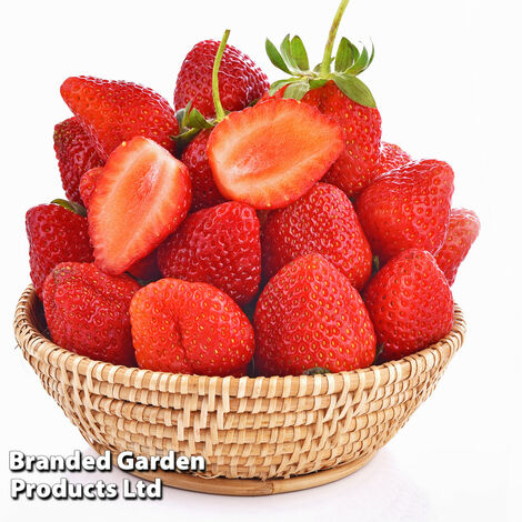 Strawberry (Fragaria) Malwina 6 bare root plants