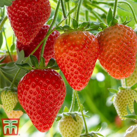 Strawberry (Fragaria) Elegance 6 bare root plants