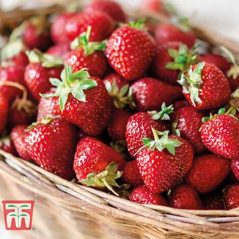 Strawberry (Fragaria) Vibrant 6 bare root plants