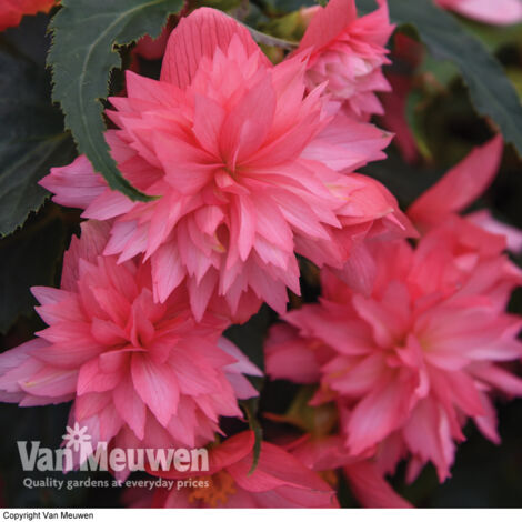 Begonia Funky Pink Garden Ready 30 Garden Ready Plants