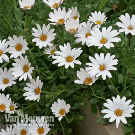 Osteospermum Hardy Snow Pixie 3 Jumbo Plug Plants (40mm)