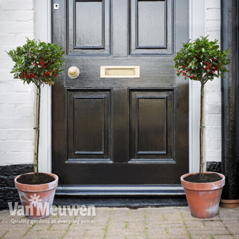 Holly (Ilex) Blue Maid Standard 2 Litre Potted Plant x 2