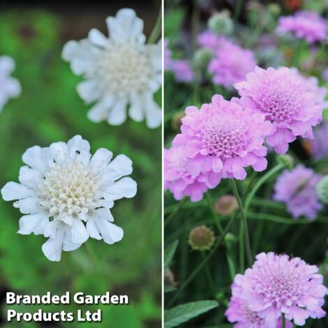 Scabiosa Kudos Collection 10 Jumbo Plug Plants (30mm) (5 Purple 5 White)