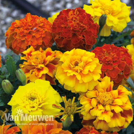 Marigold Zenith Bonanza 30 Garden Ready Plants