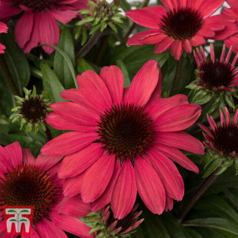 Echinacea Cone Flower SunMagic Vintage Red 1 Jumbo Plug Plant 50mm