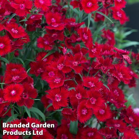 Dianthus (Pinks) Rockin Red 12 Plug Plants