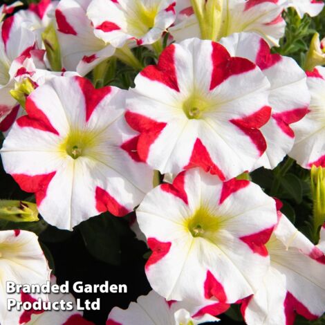 Petunia Amore King of Hearts 10 PostiPlug Plants