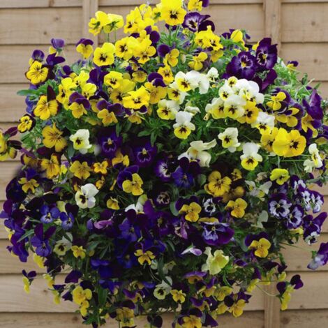 Pansy Waterfall Mix 6 Tray x 6