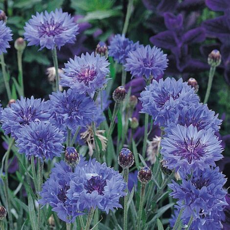 Cornflower Dwarf Jubilee Gem 1 Seed Packet (150 Seeds)