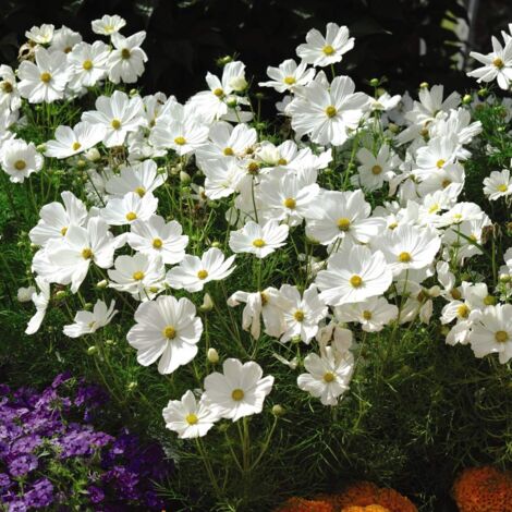 Cosmos Psyche White 1 Seed Packet (72 Seeds)