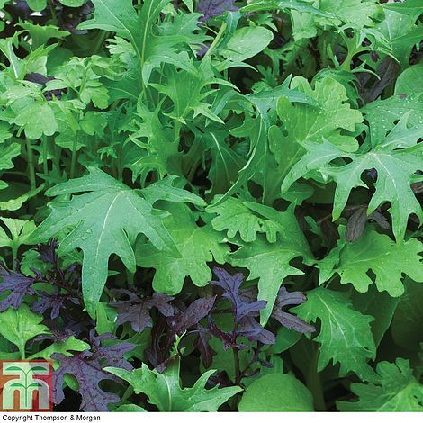 Salad Leaves Speedy Mix 1 Seed Packet
