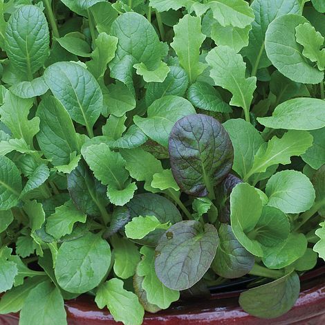 Winter Greens The Good Life Mix 1 Seed Packet