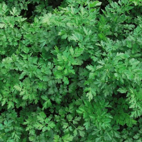 Parsley Laura 1 Seed Packet (500 Seeds)