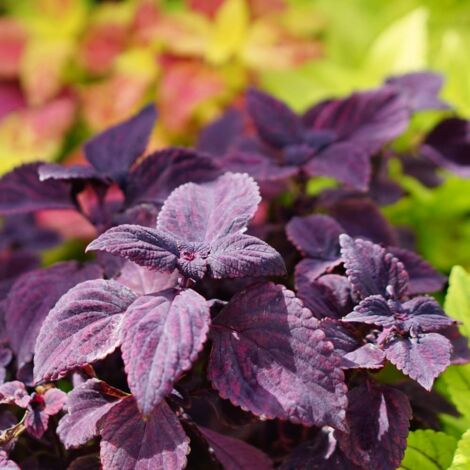 Coleus Palisandra 1 Seed Packet (15 Seeds)