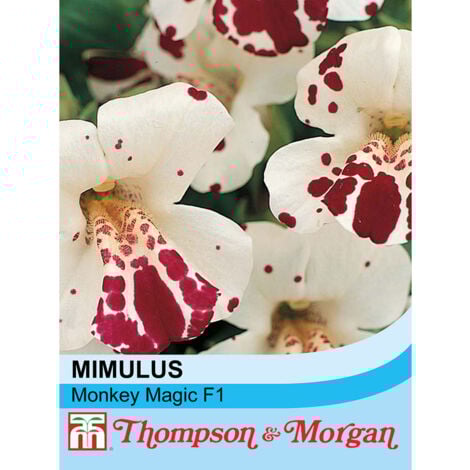 Mimulus Monkey Magic F1 Hybrid 1 Seed Packet (40 Seeds)
