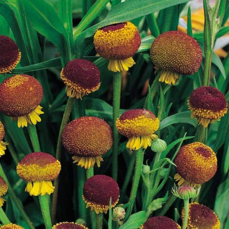 Helenium Puberulum Autumn Lollipop 1 Seed Packet (80 Seeds)