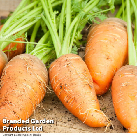 Carrot Paris Market - Rhs Kids 1 Seed Packet (1000 Seeds)