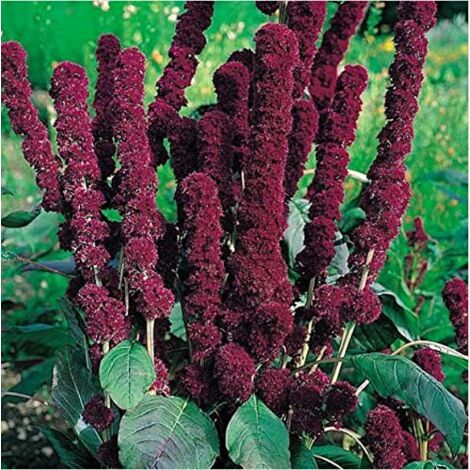 Amaranthus Caudatus Fat Spike 1 Seed Packet (100 Seeds)