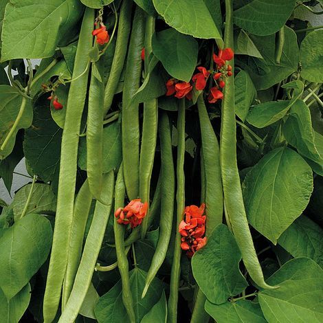 Runner Bean Benchmaster 1 Seed Packet