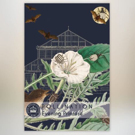 Evening Primrose Promo New Kew Range 1 Seed Packet (500 Seeds)