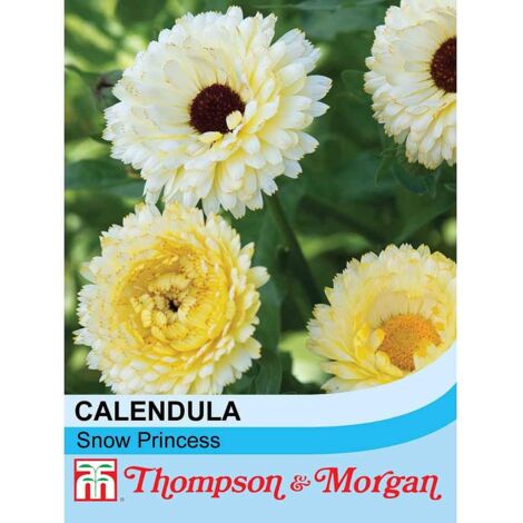 Calendula officinalis Snow Princess 1 Seed Packet (50 Seeds)